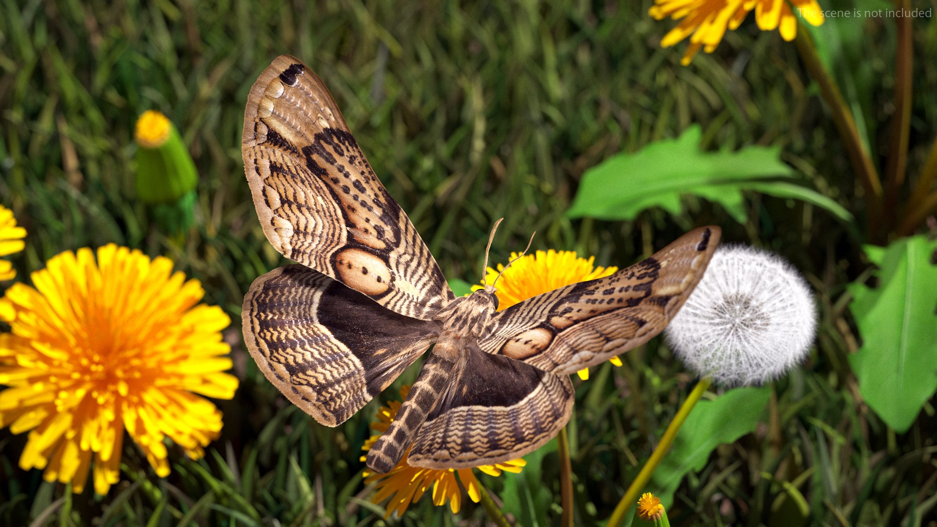 Animated Owl Moth Flight Rigged 3D model - TurboSquid 1775921
