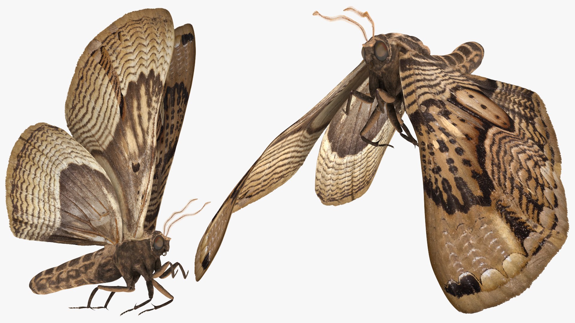 Animated Owl Moth Flight Rigged 3D model - TurboSquid 1775921