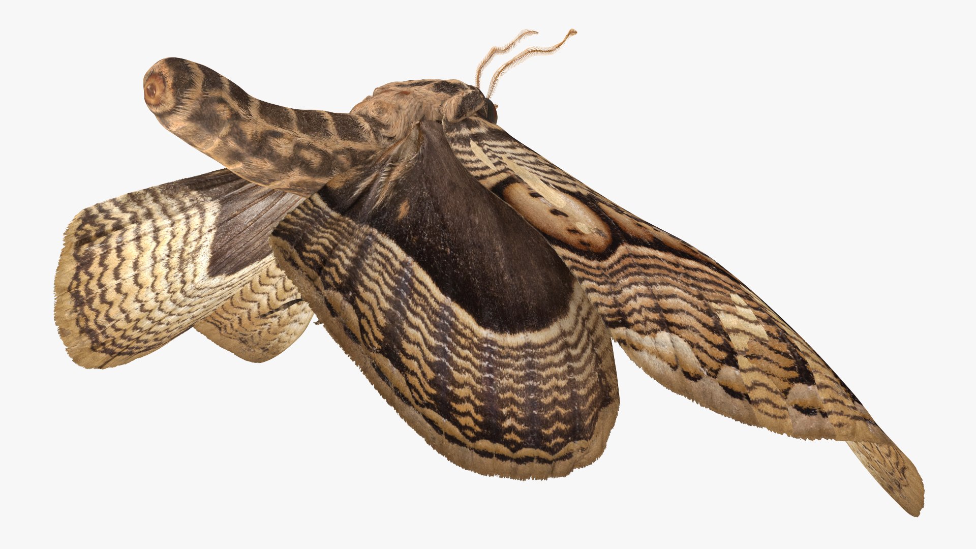 Animated Owl Moth Flight Rigged 3D model - TurboSquid 1775921