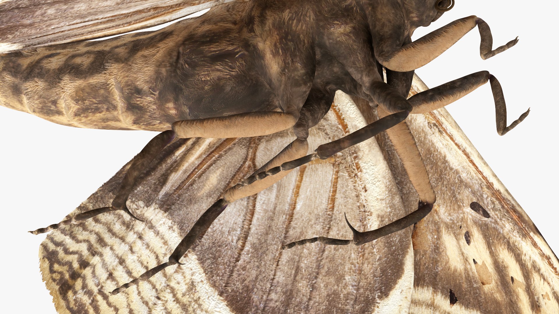 Animated Owl Moth Flight Rigged 3D model - TurboSquid 1775921