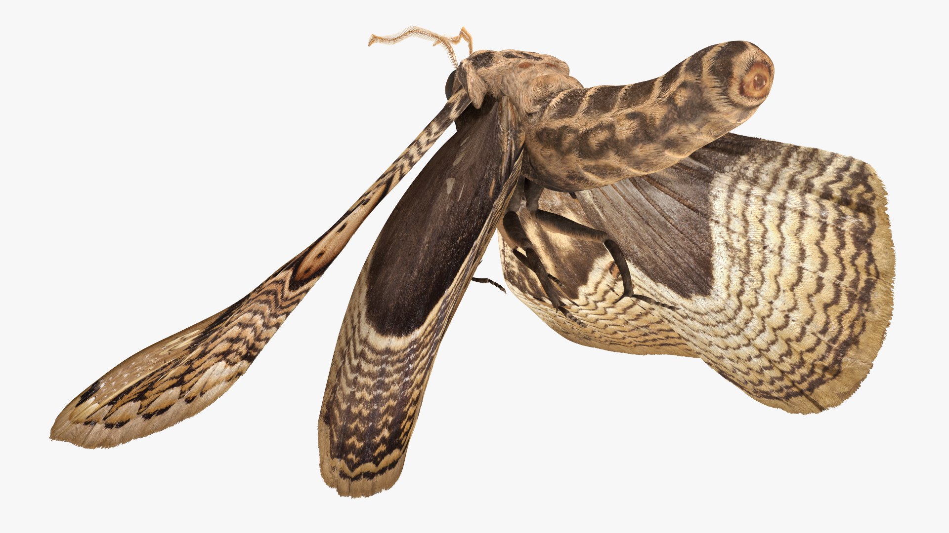 Animated Owl Moth Flight Rigged 3D model - TurboSquid 1775921