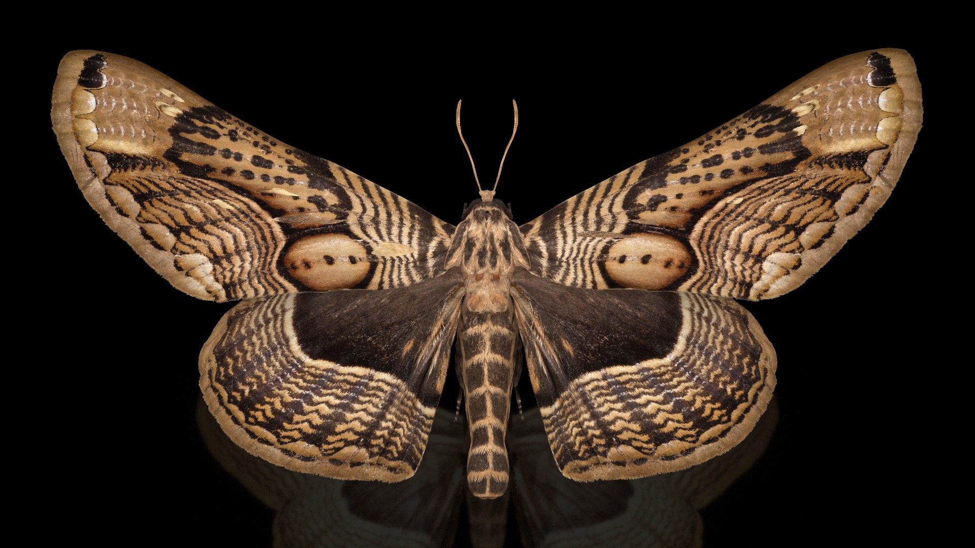 Animated Owl Moth Flight Rigged 3D model - TurboSquid 1775921