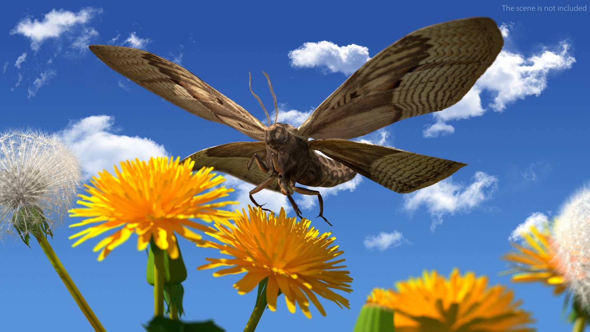 Animated Owl Moth Flight Rigged 3D model - TurboSquid 1775921