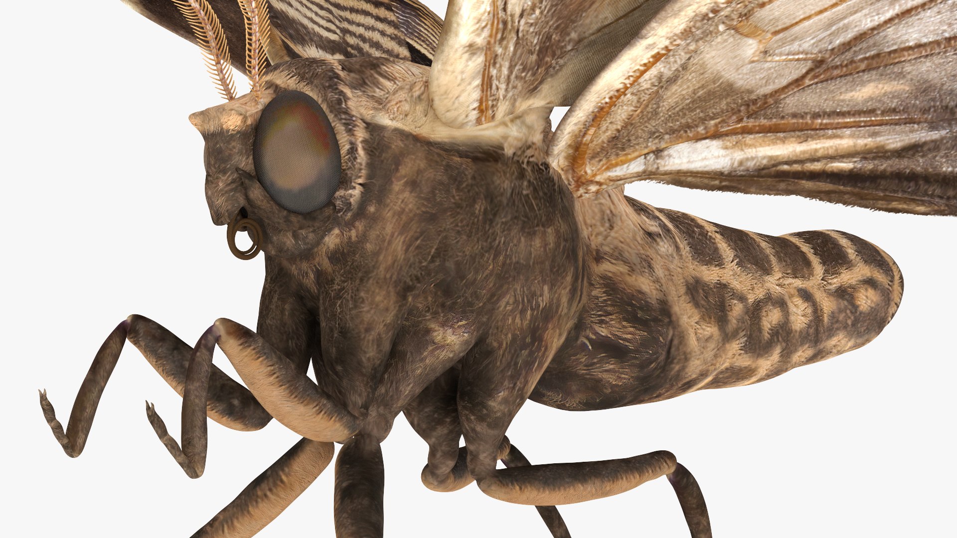 Animated Owl Moth Flight Rigged 3D model - TurboSquid 1775921