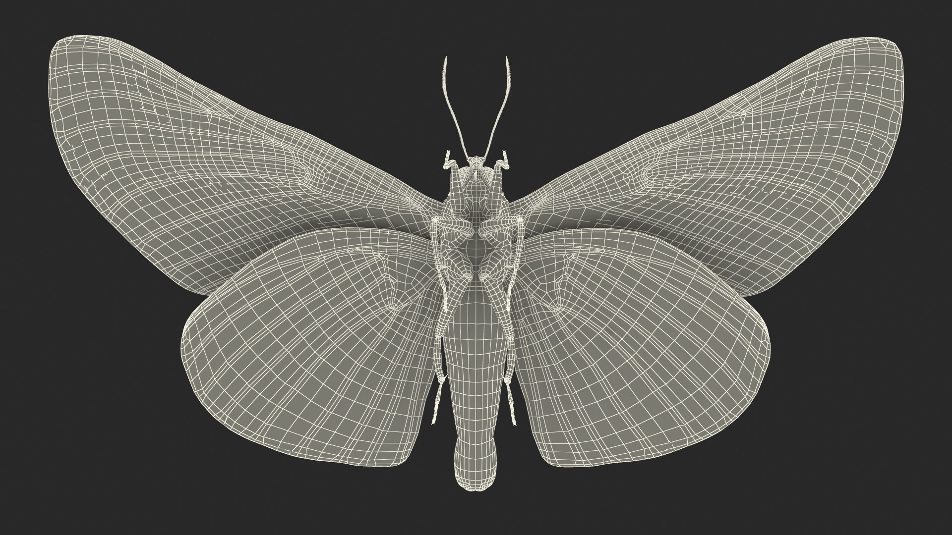 Animated Owl Moth Flight Rigged 3D Model - TurboSquid 1775921