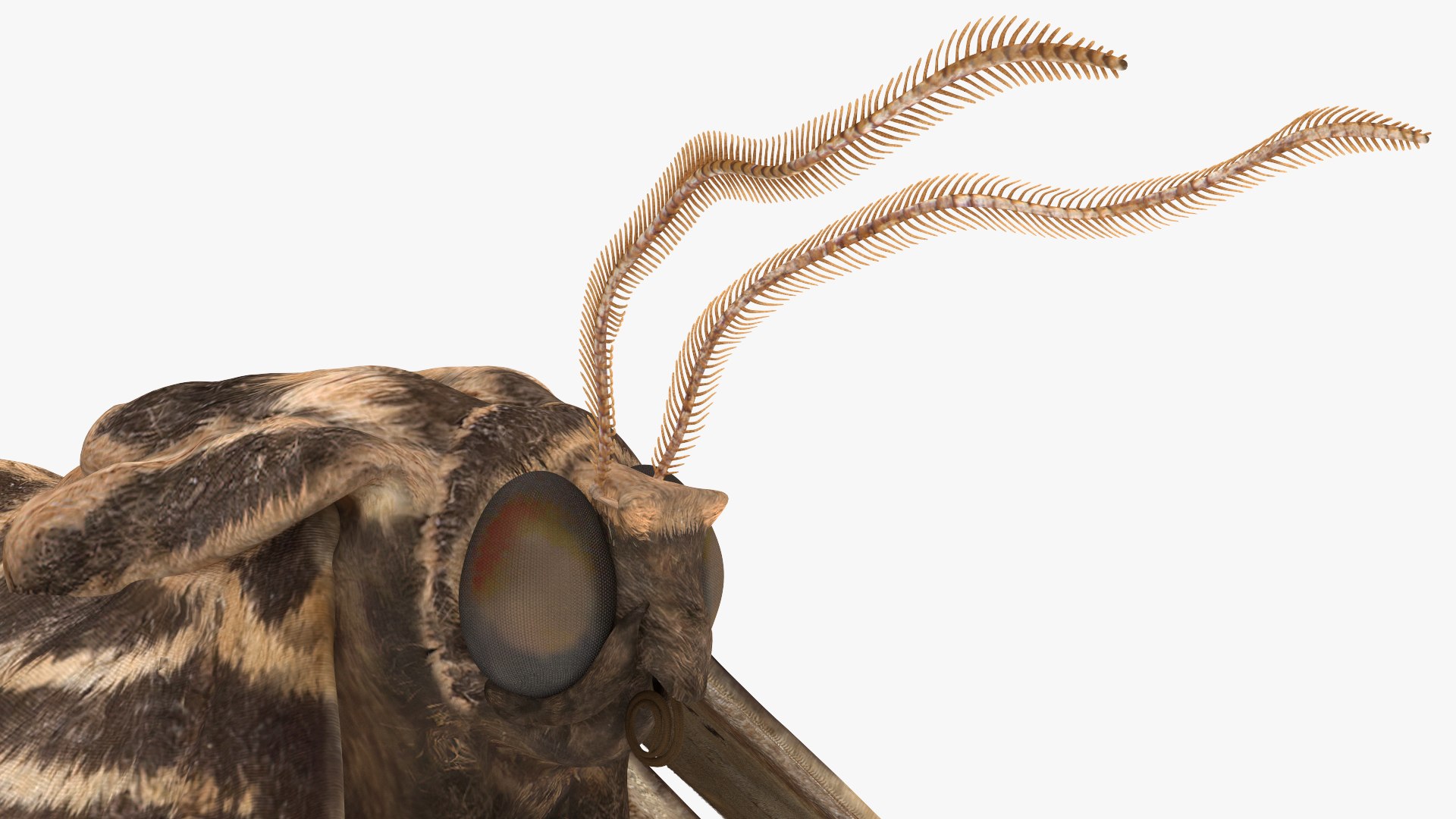 Animated Owl Moth Flight Rigged 3D model - TurboSquid 1775921