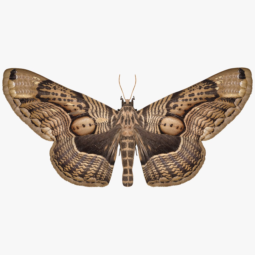 Animated Owl Moth Flight Rigged 3D model - TurboSquid 1775921