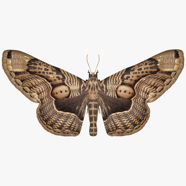 Animated Owl Moth Flight Rigged 3D model - TurboSquid 1775921
