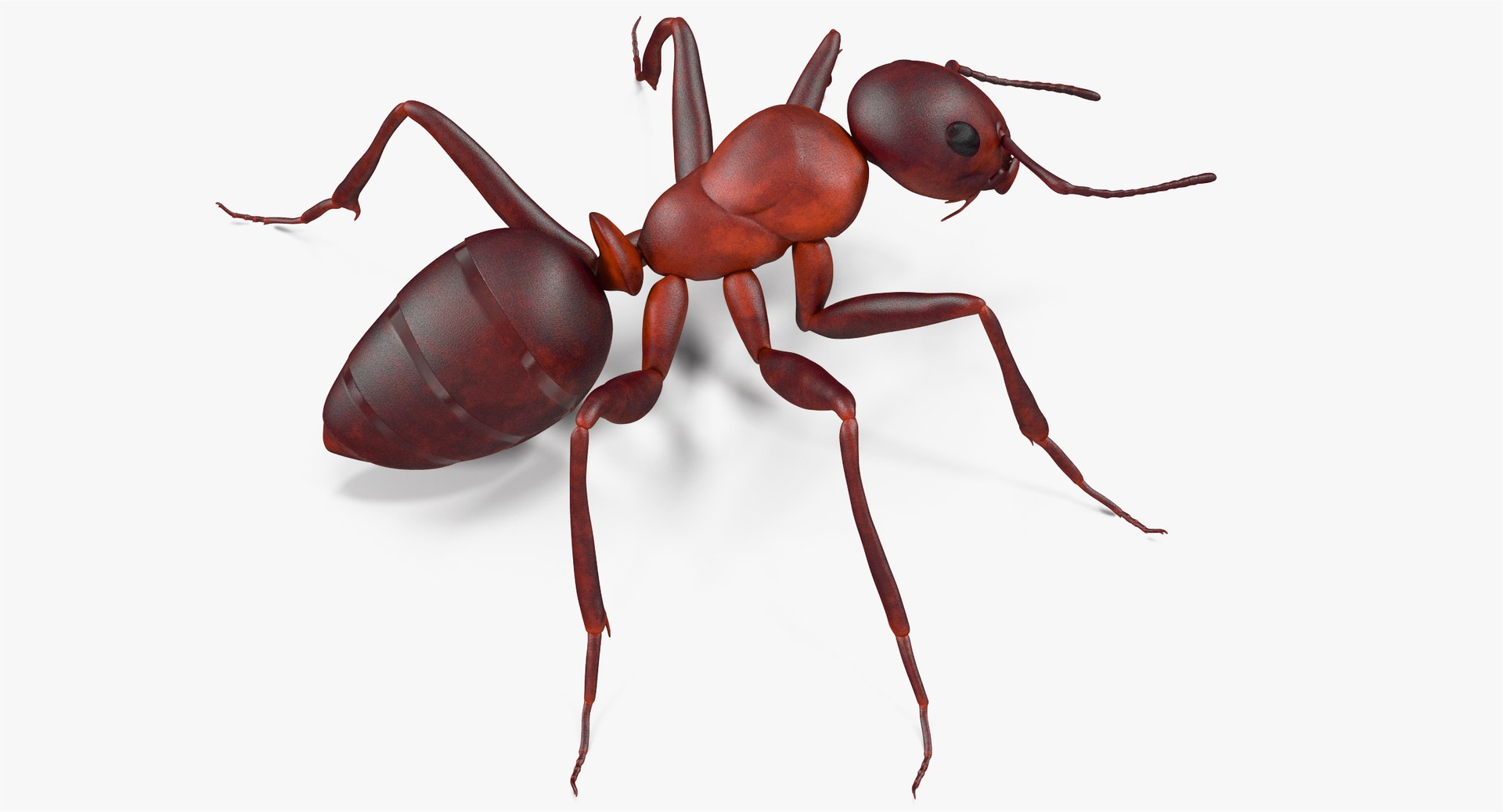 ant pose 1 3d model