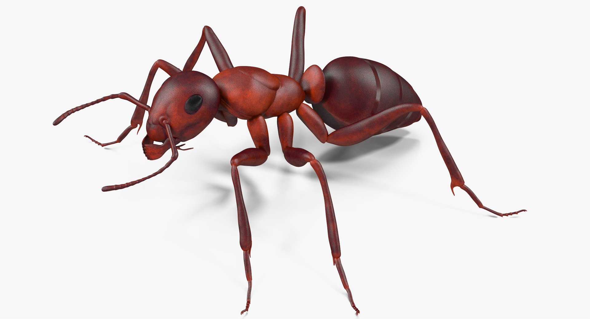 ant pose 1 3d model