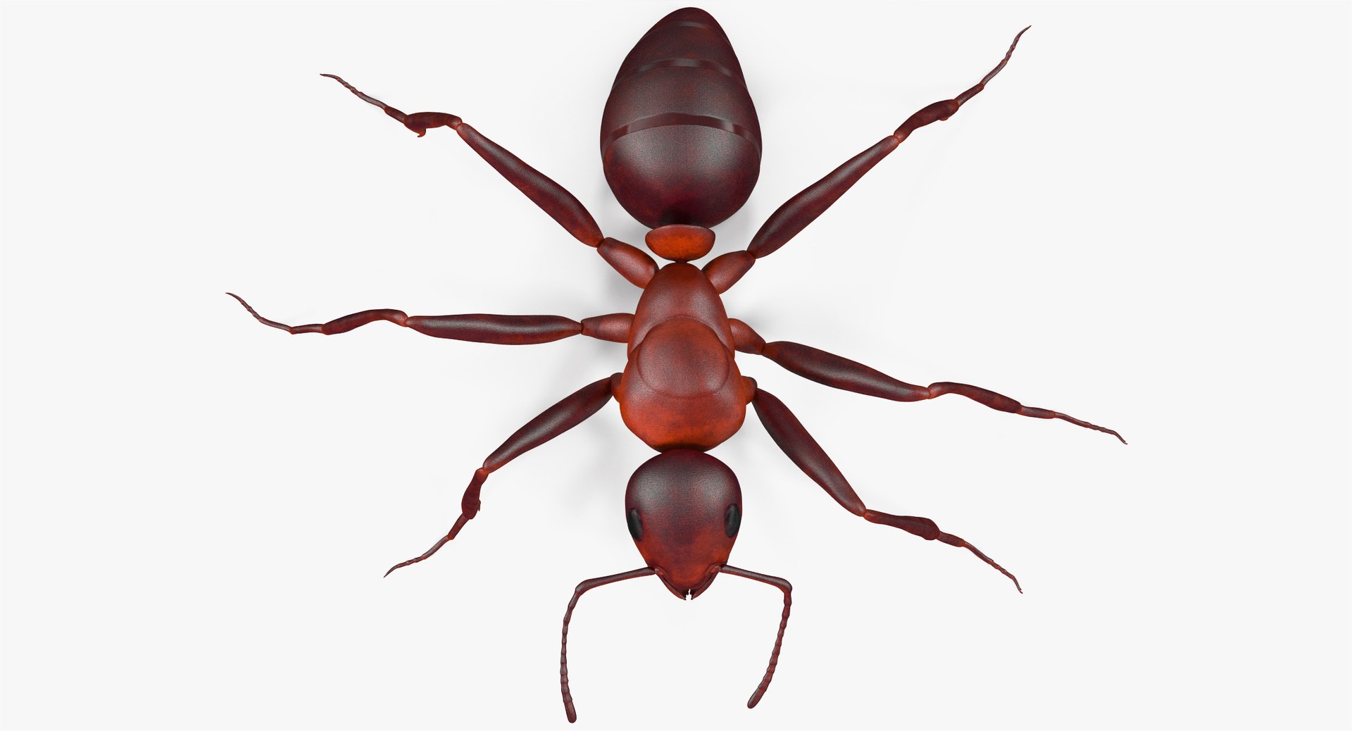 ant pose 1 3d model