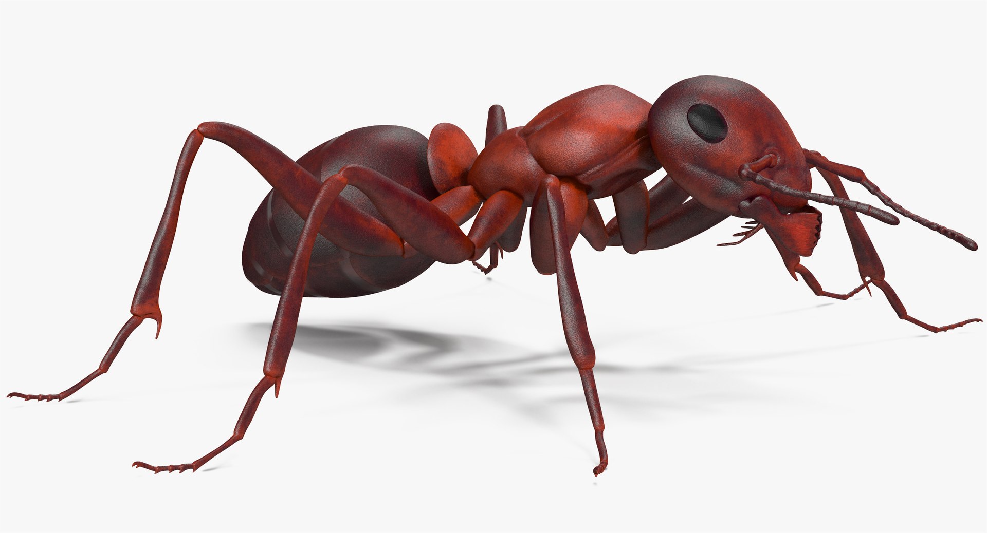 ant pose 1 3d model