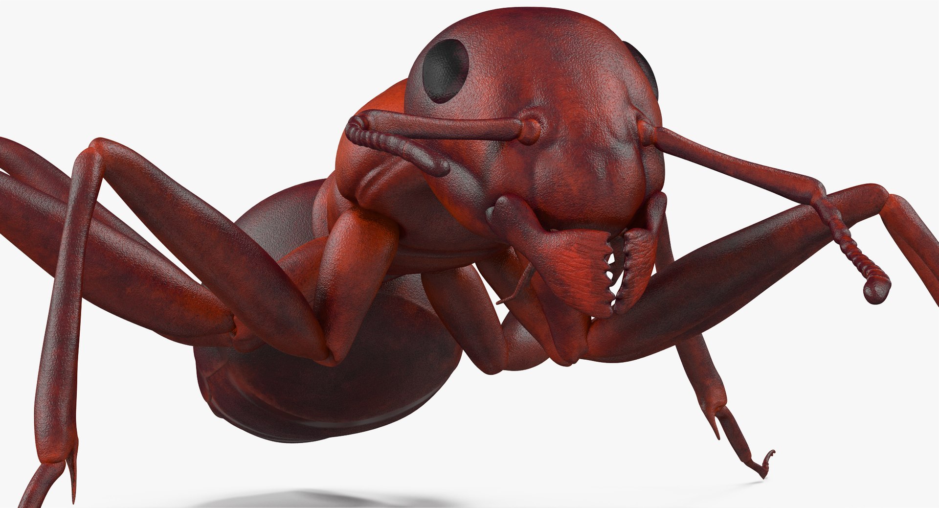 ant pose 1 3d model