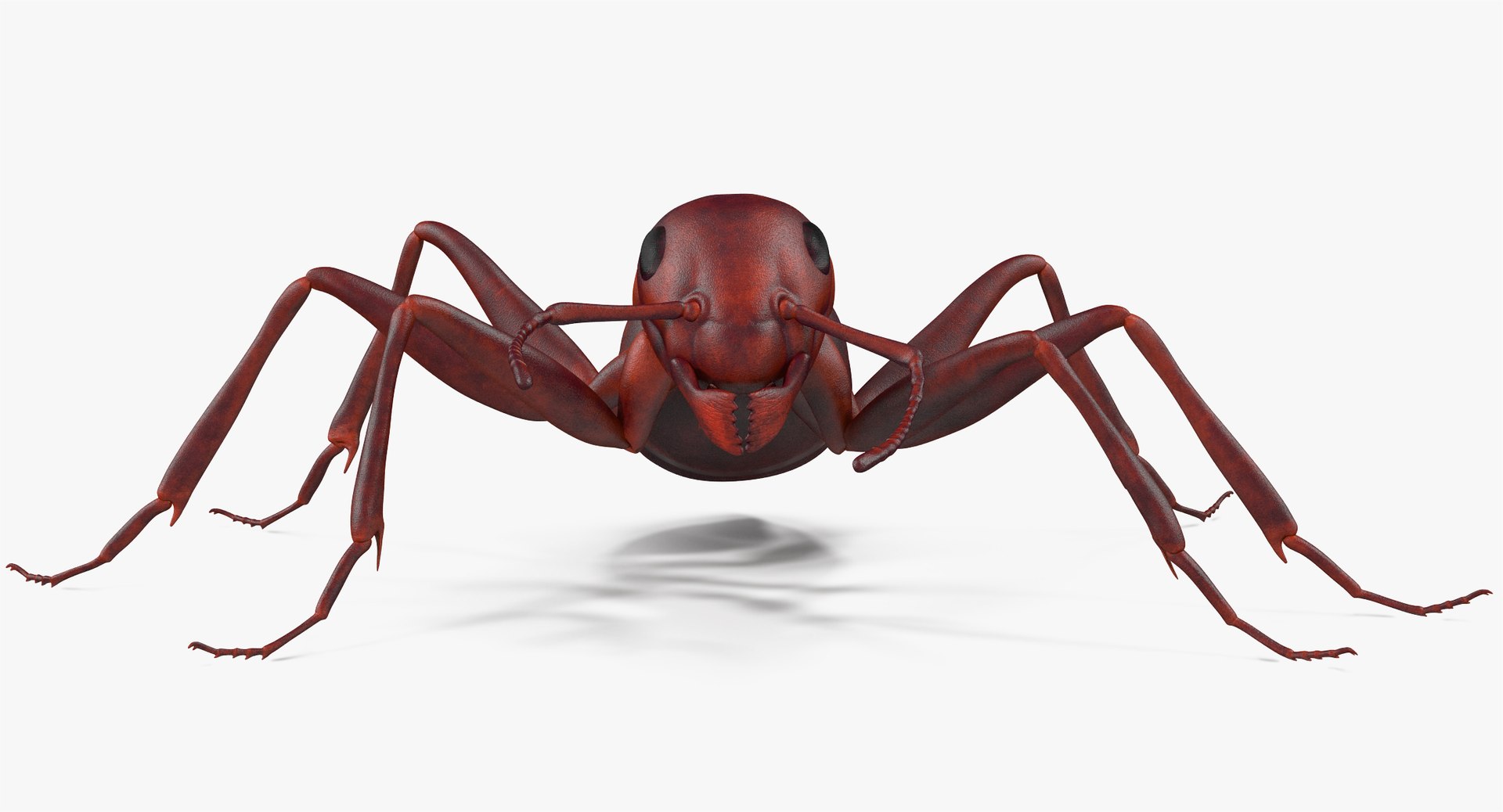 ant pose 1 3d model