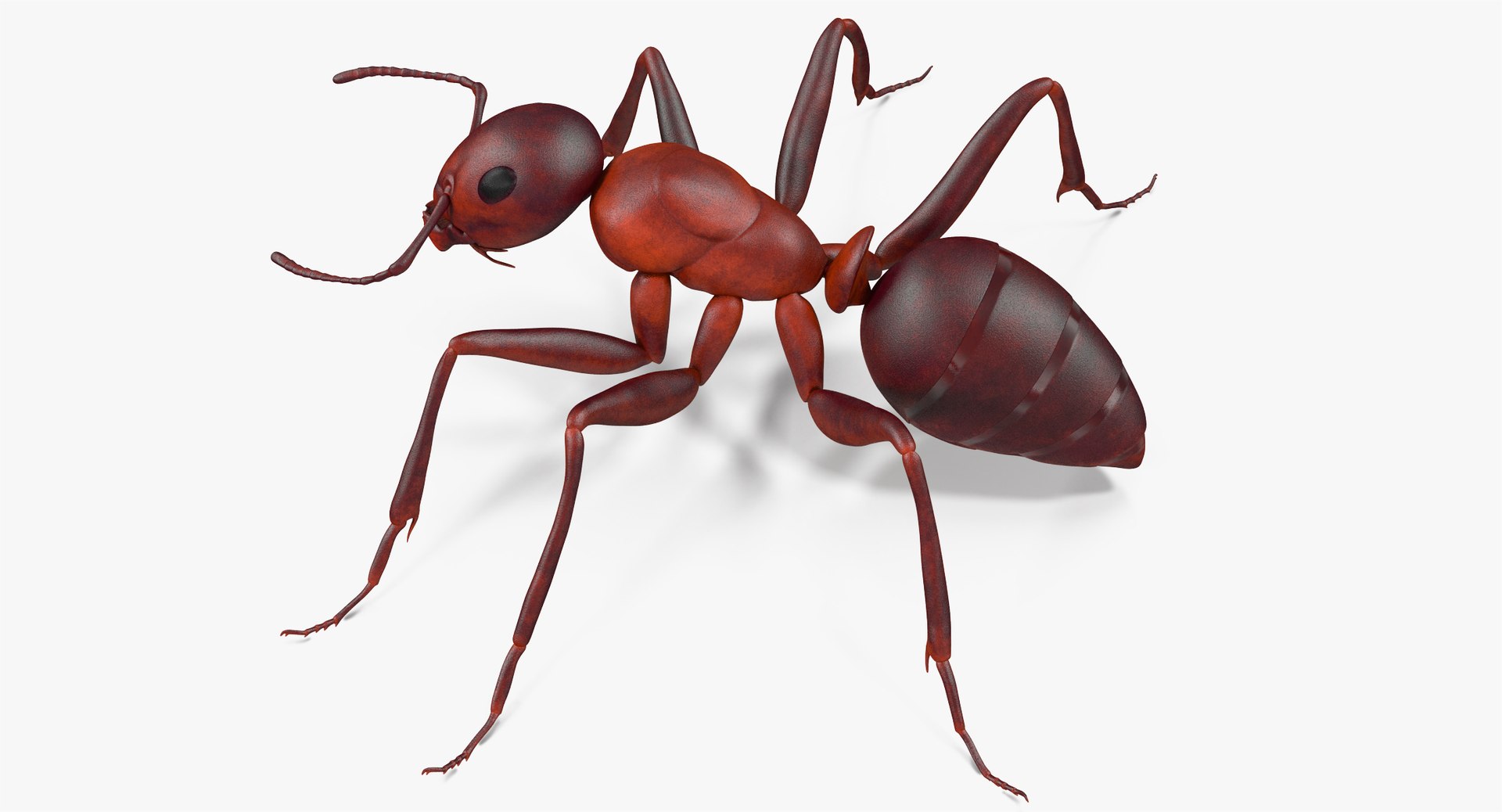 ant pose 1 3d model