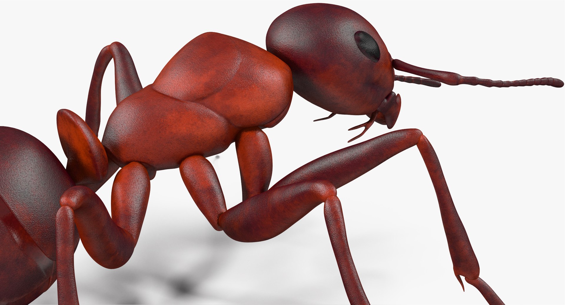 ant pose 1 3d model