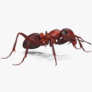 Invertebrate 3D Models for Download | TurboSquid