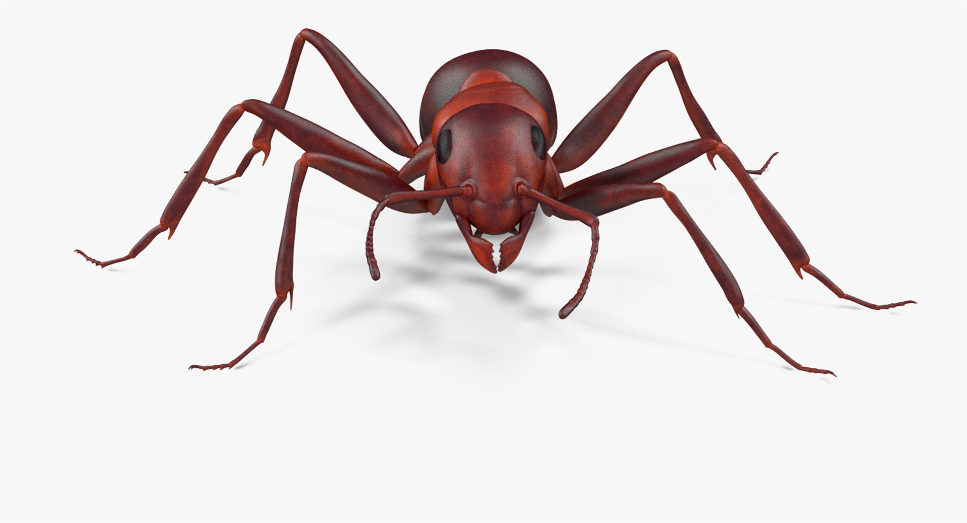 ant pose 1 3d model