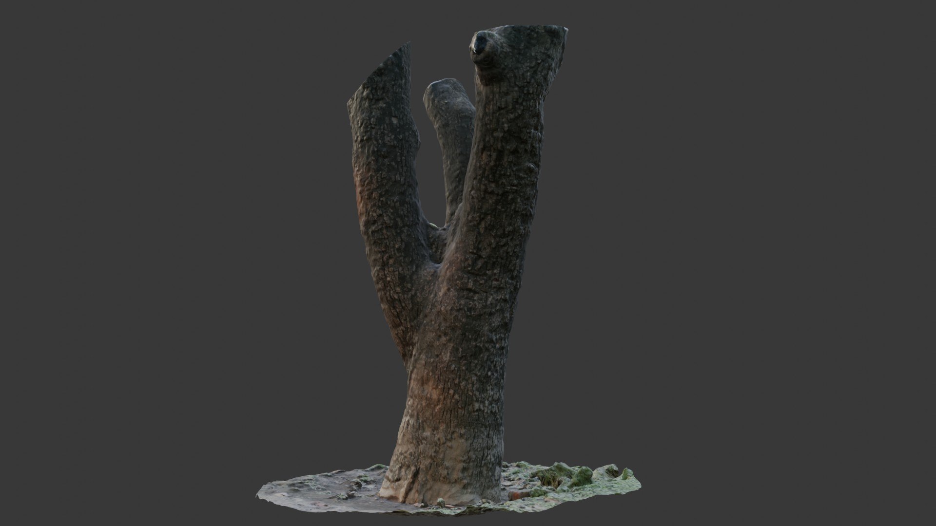 Tree Trunk Scan 3D Model - TurboSquid 2395503