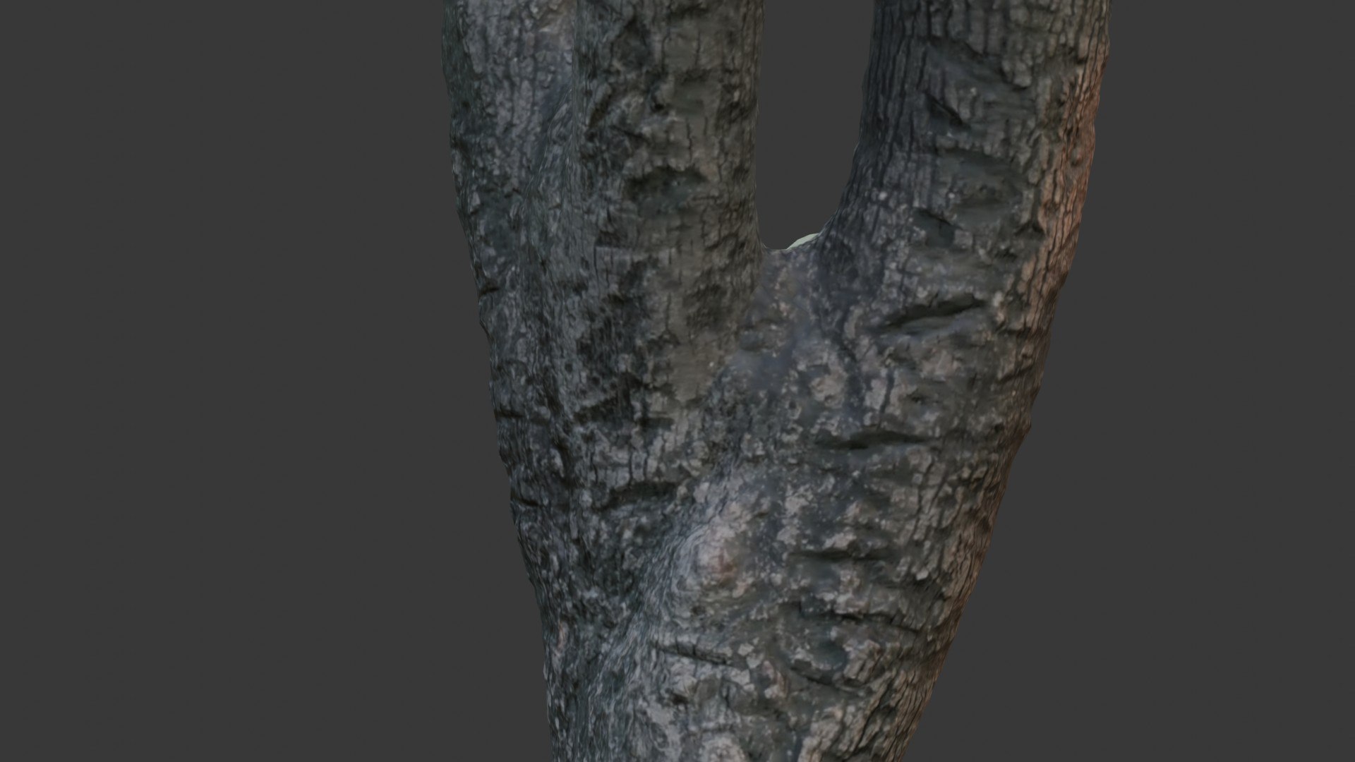 Tree Trunk Scan 3D Model - TurboSquid 2395503