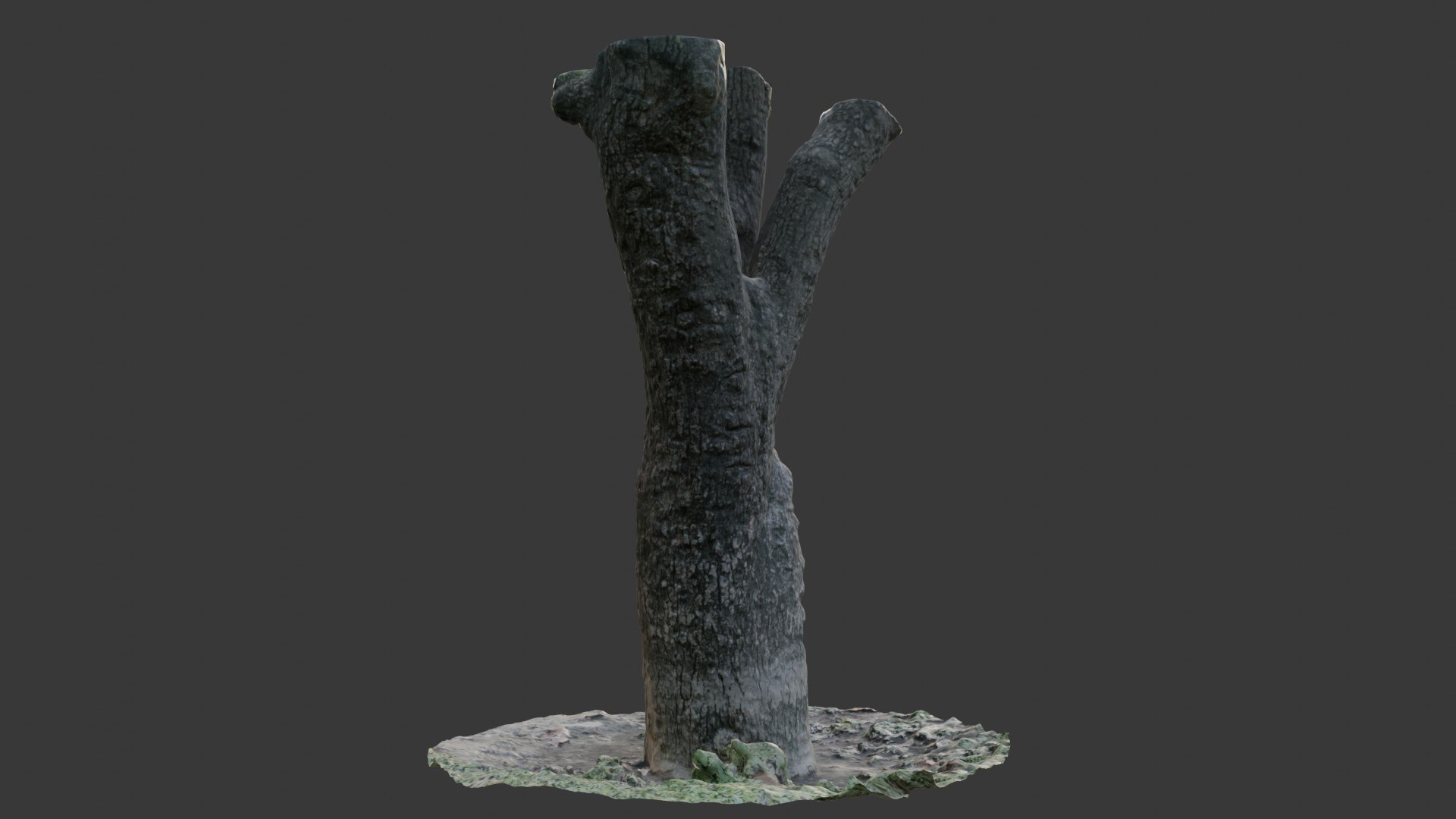 Tree Trunk Scan 3D Model - TurboSquid 2395503