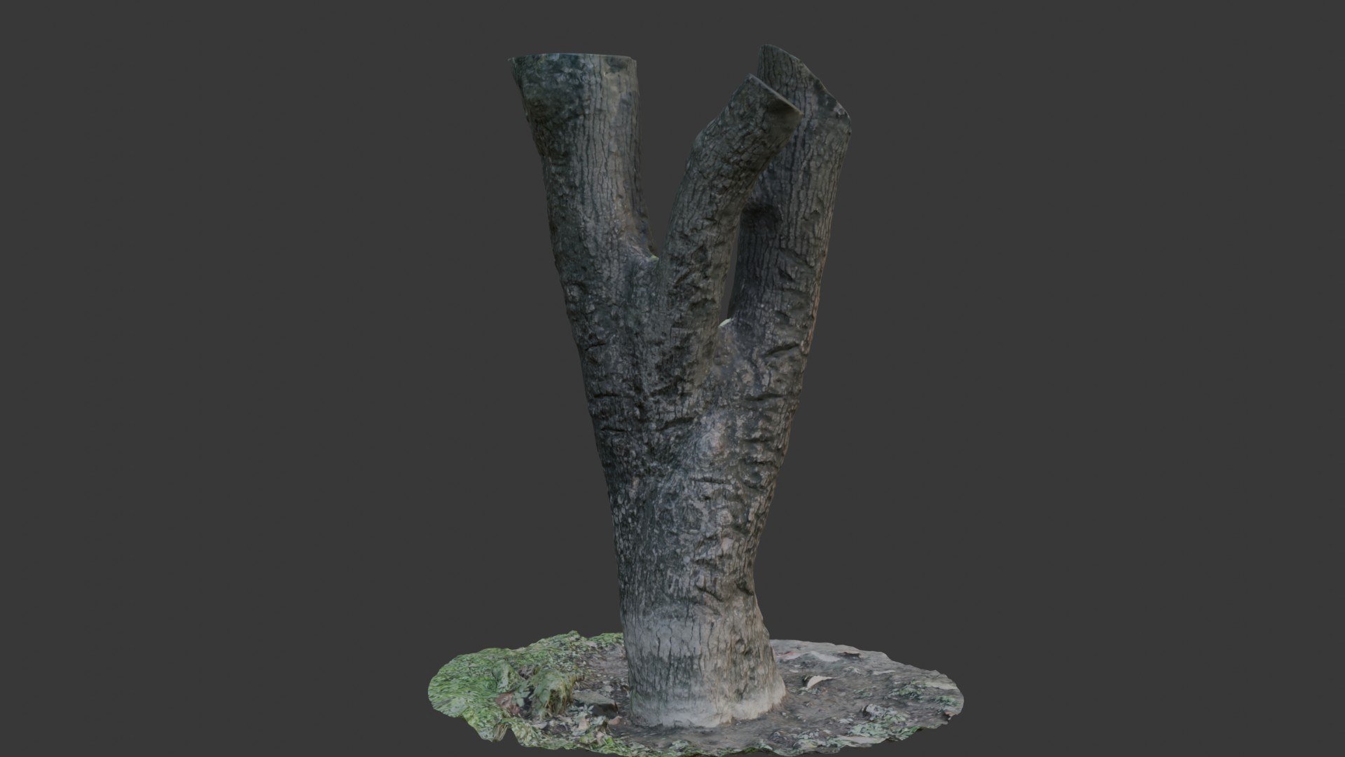 Tree Trunk Scan 3D Model - TurboSquid 2395503