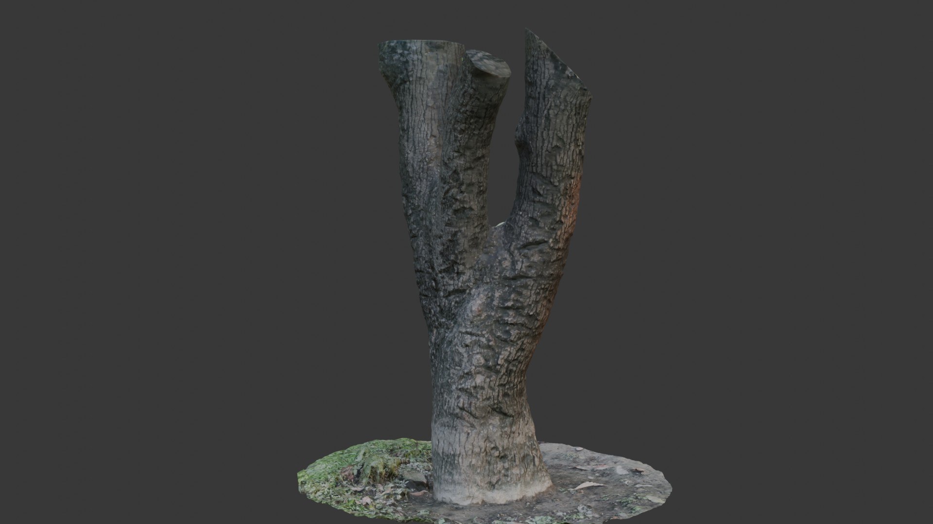 Tree Trunk Scan 3D Model - TurboSquid 2395503