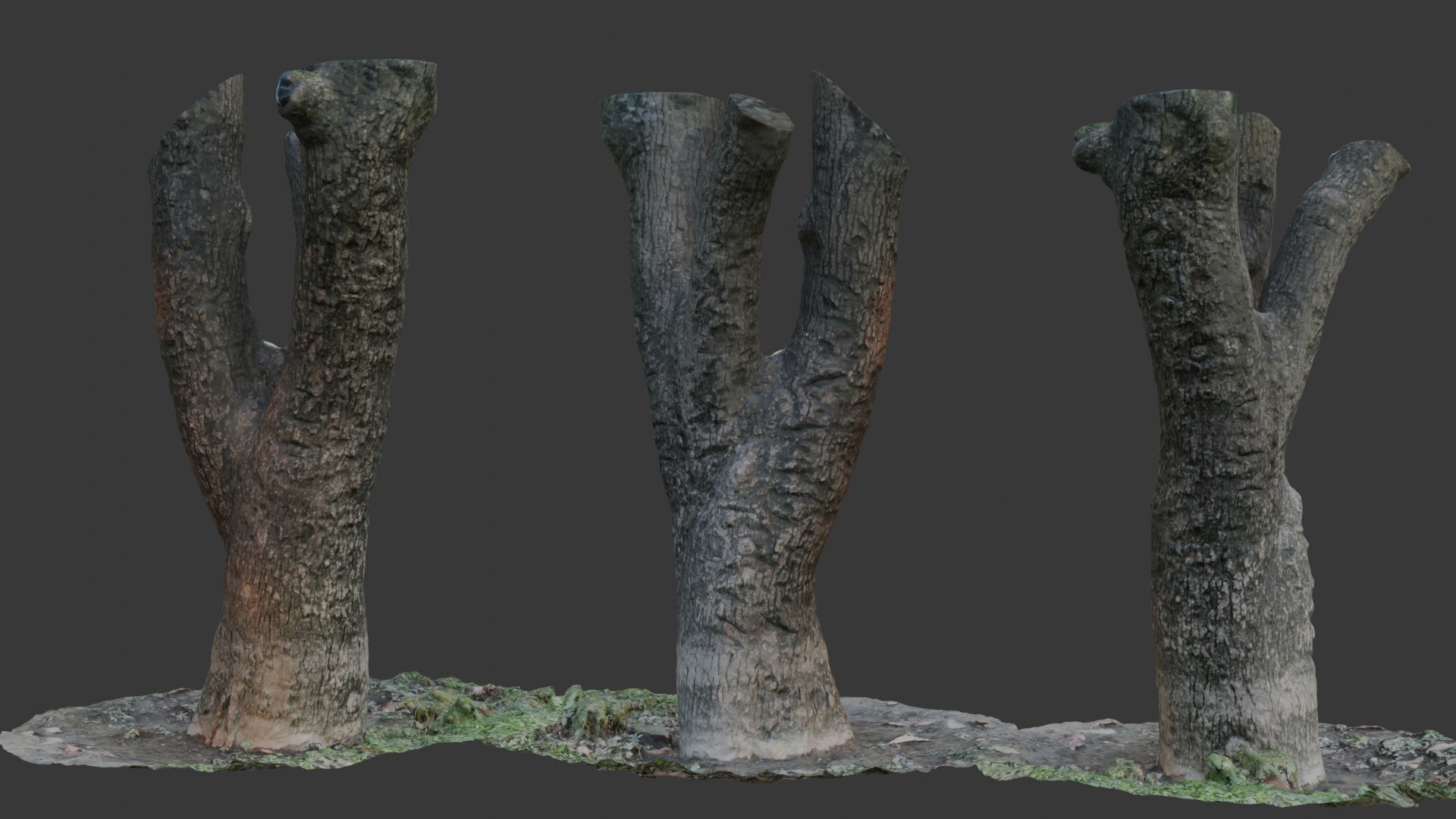 Tree Trunk Scan 3D Model - TurboSquid 2395503