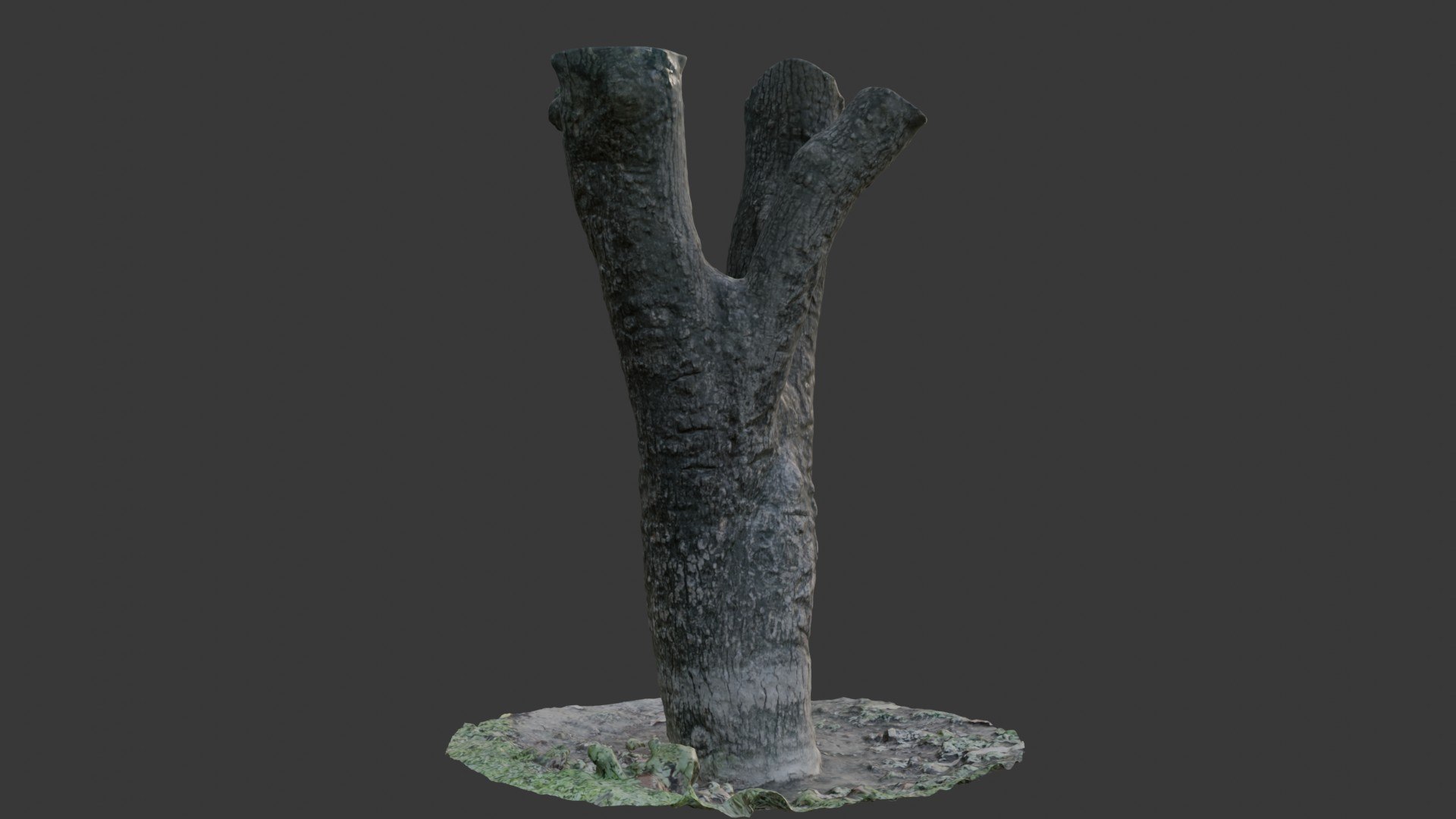 Tree Trunk Scan 3D Model - TurboSquid 2395503