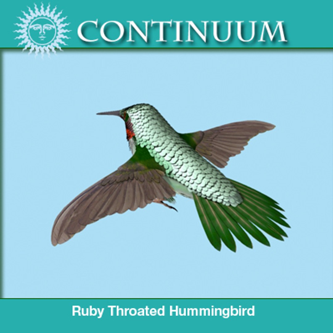 3d ruby throated hummingbird rig lightwave