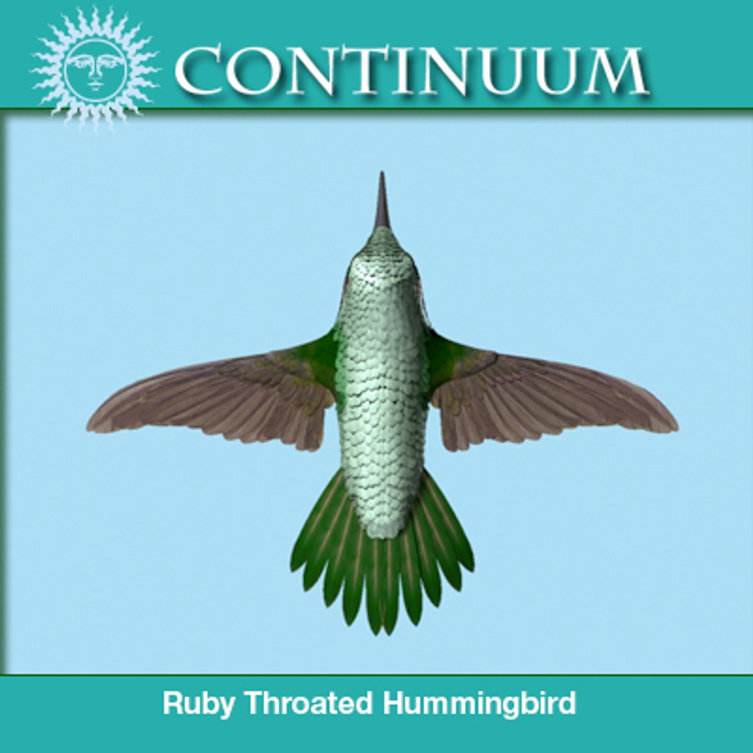 3d ruby throated hummingbird rig lightwave
