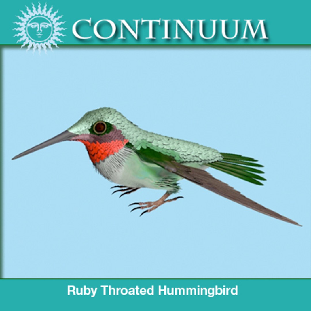 3d ruby throated hummingbird rig lightwave