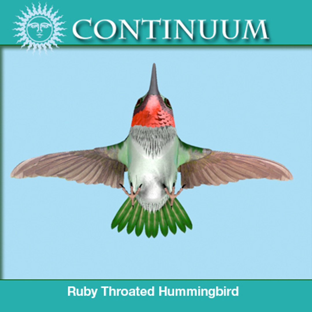 3d ruby throated hummingbird rig lightwave