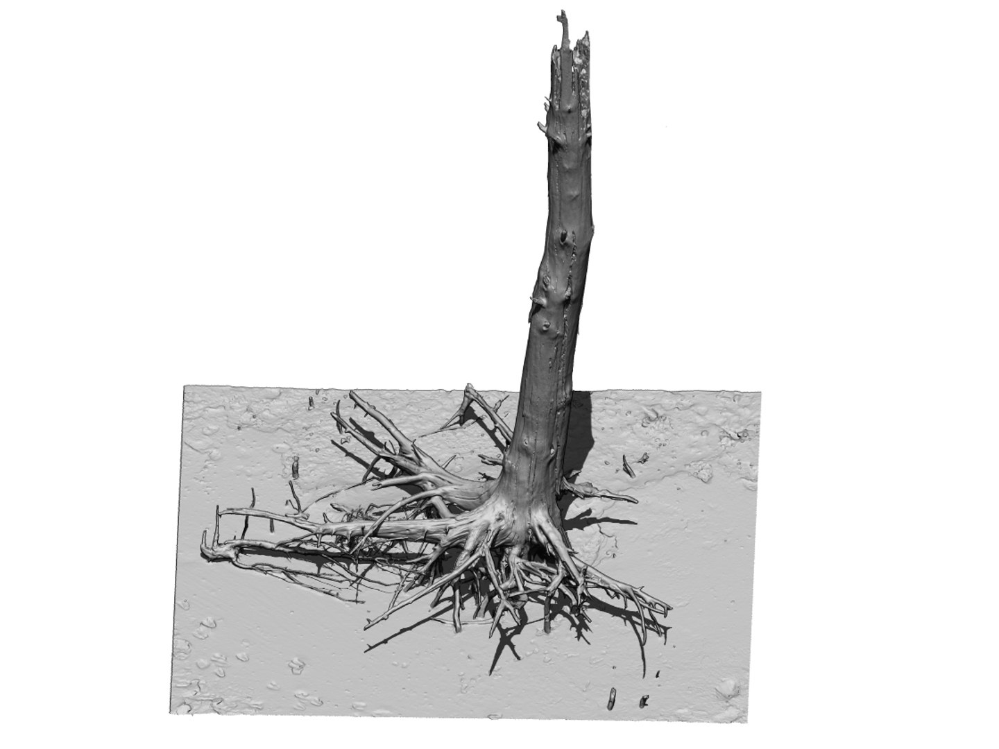 Desert Tree Standing 06 Model - TurboSquid 1384828