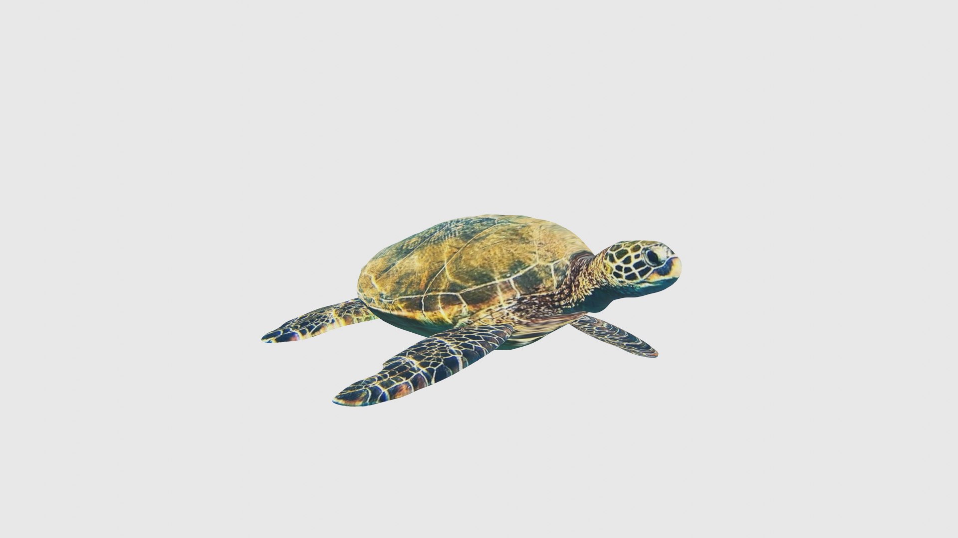 Low Poly Turtle Rigged With Realistic Texture 3D Model - TurboSquid 1876200