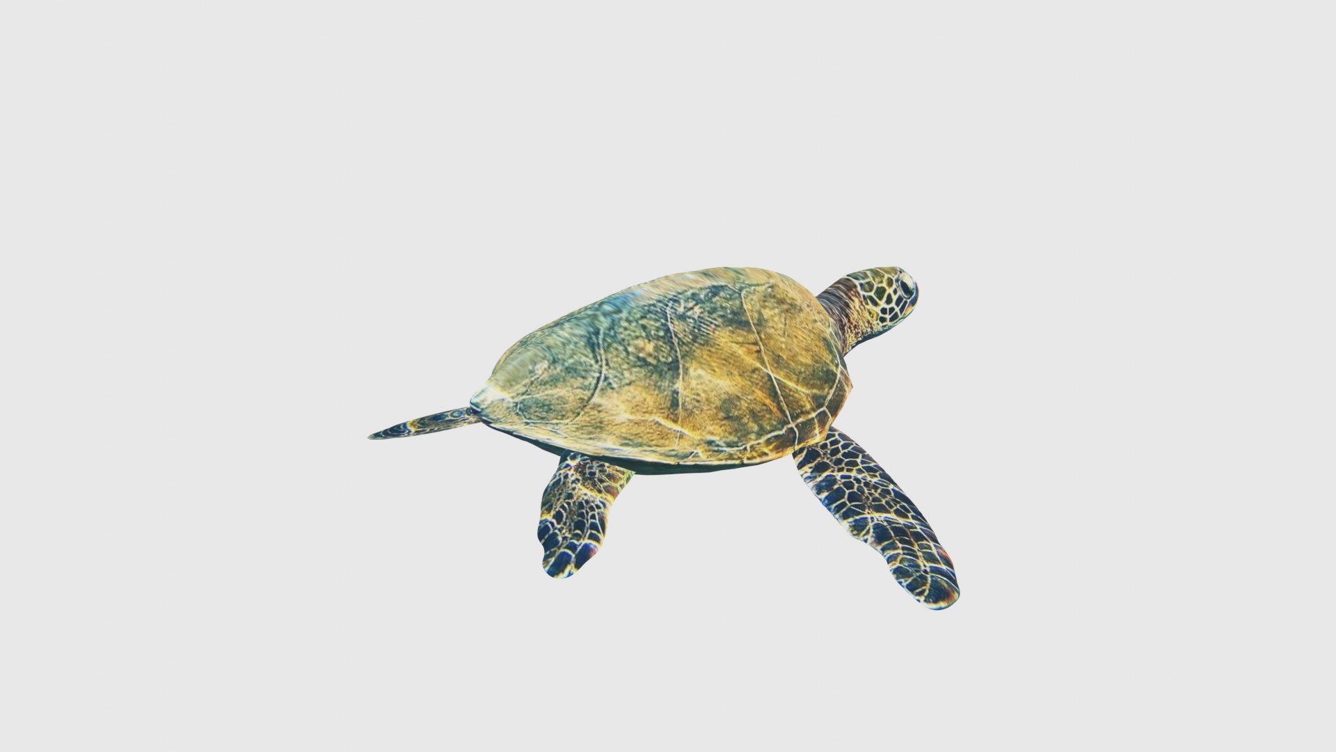 Low Poly Turtle Rigged With Realistic Texture 3D Model - TurboSquid 1876200