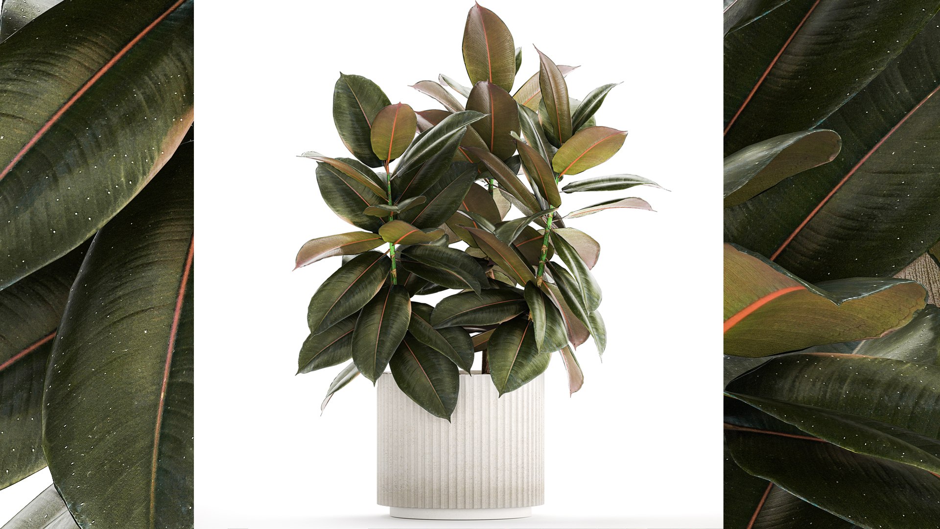 Small Tree In A Modern White Pot Ficus Elastica 1466 3D - TurboSquid ...