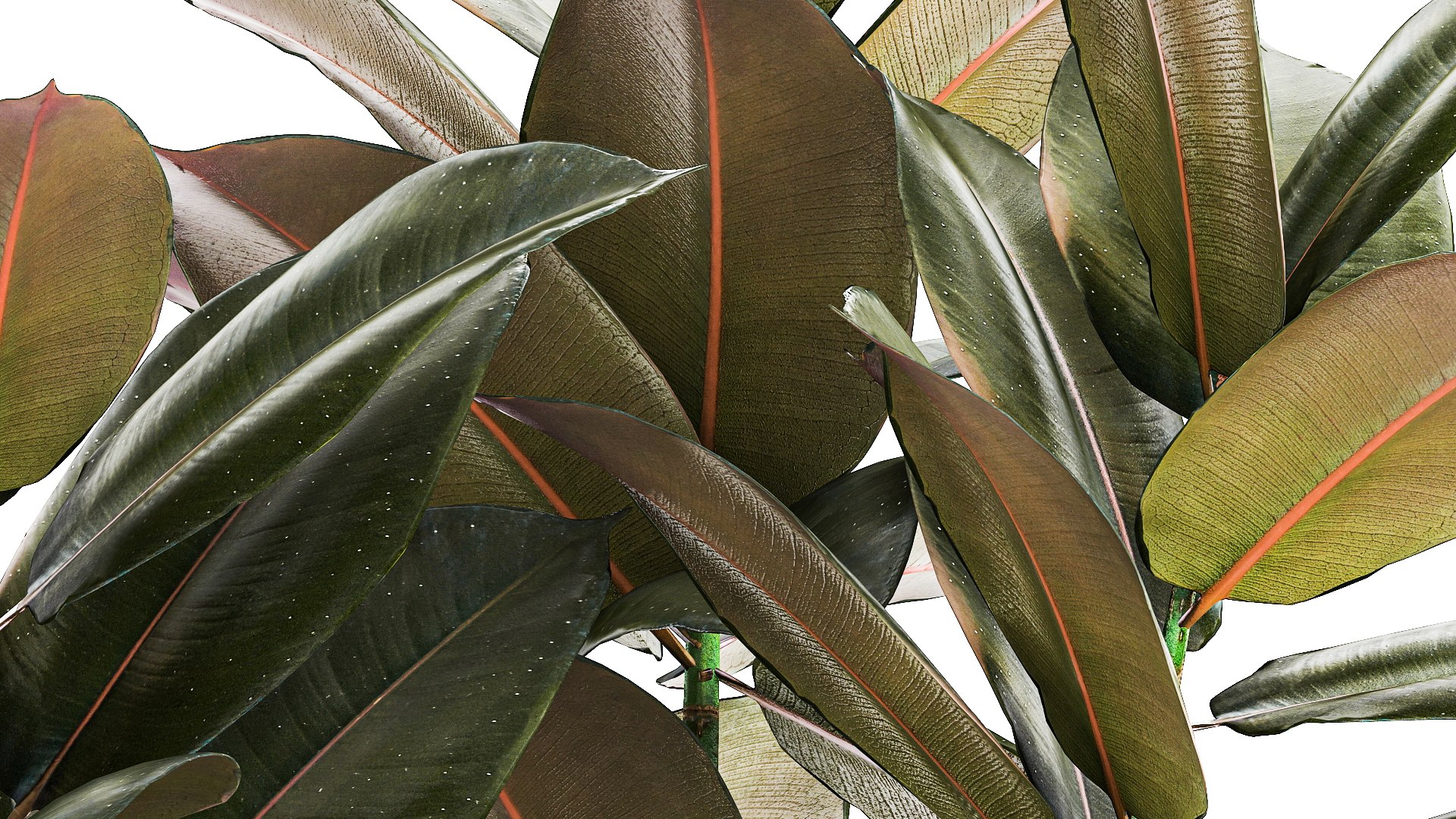 Small Tree In A Modern White Pot Ficus Elastica 1466 3D - TurboSquid ...