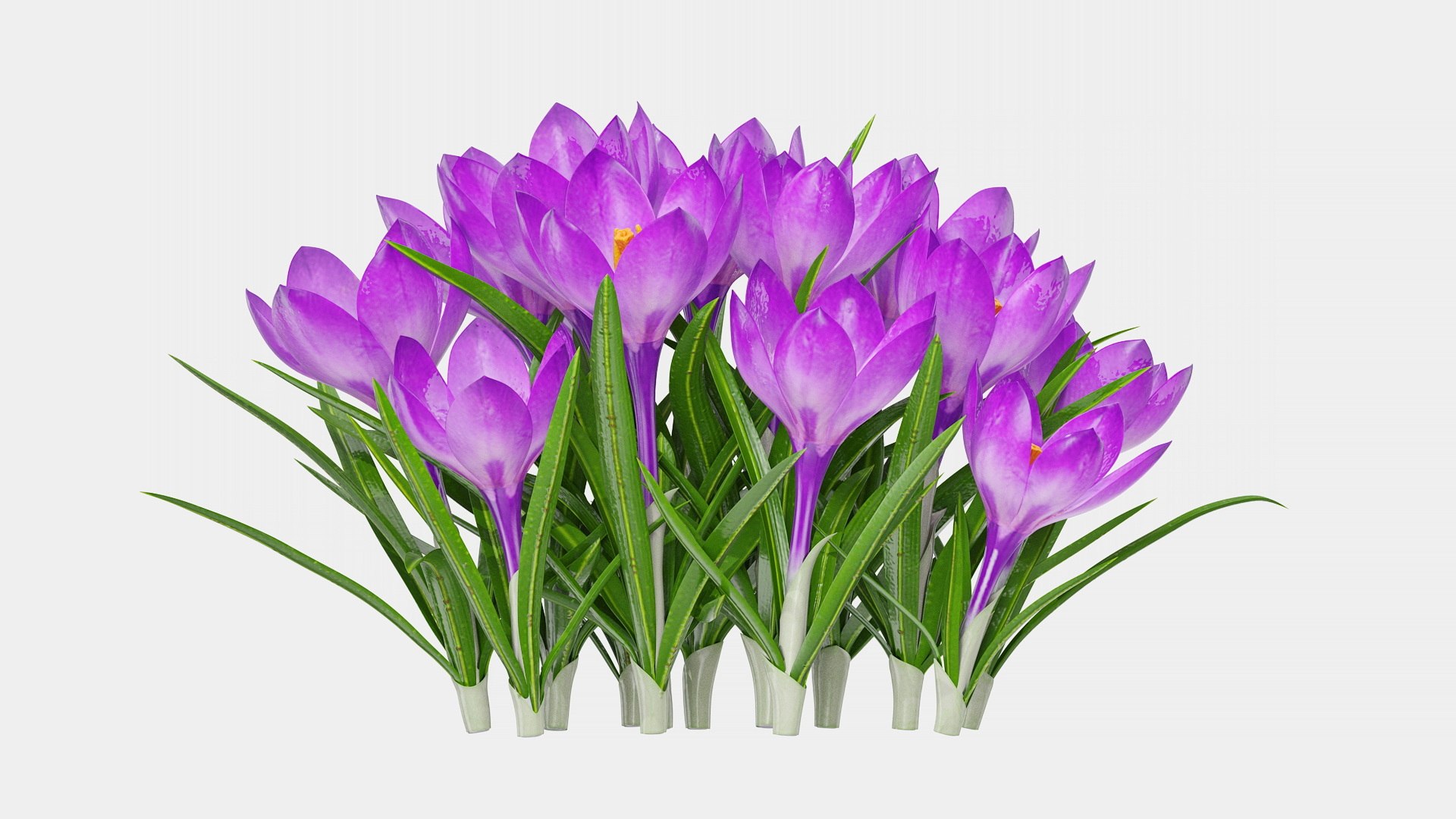 3D Crocus Flowers - TurboSquid 2040789