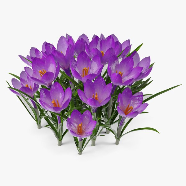 3D Crocus Flowers - TurboSquid 2040789