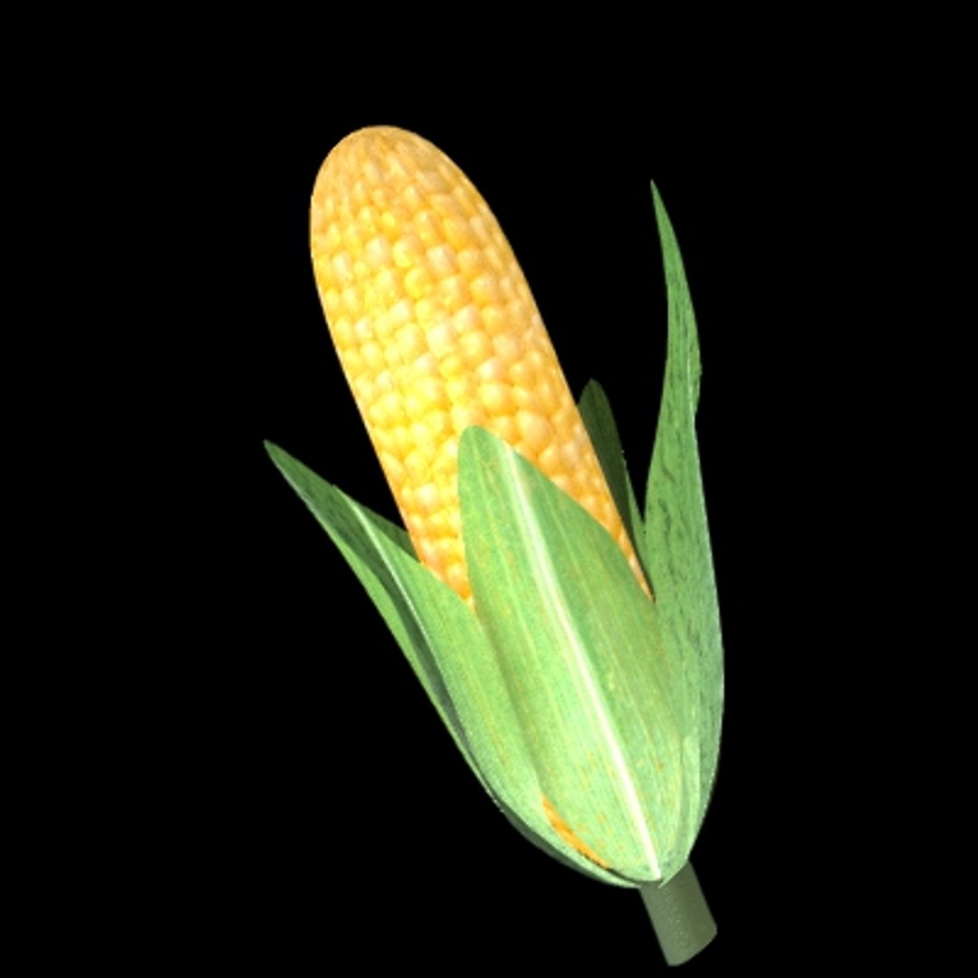Corn Cob 3d Model