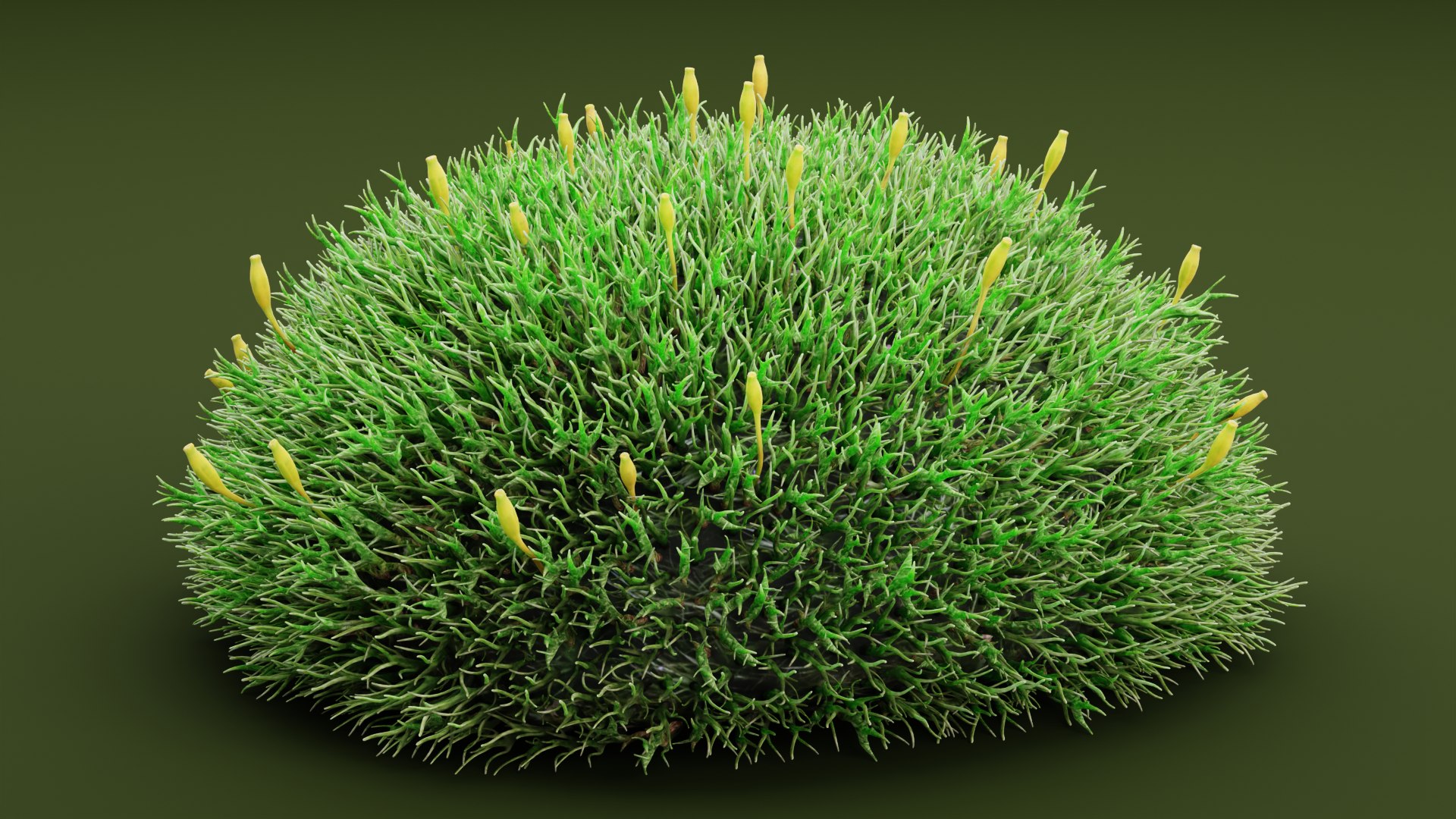 Moss 02 3D - TurboSquid 2260657