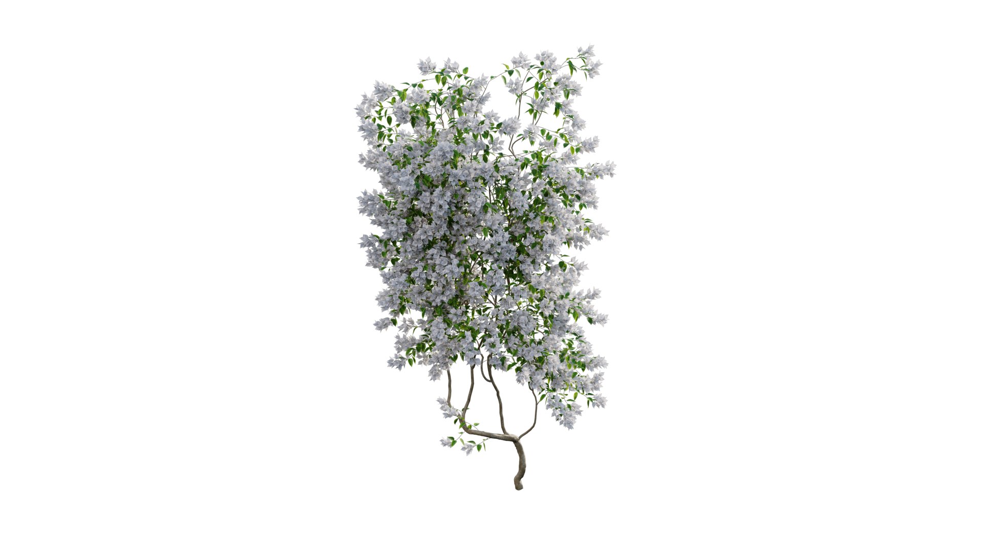 3D Model Bougainvillea - TurboSquid 1780194
