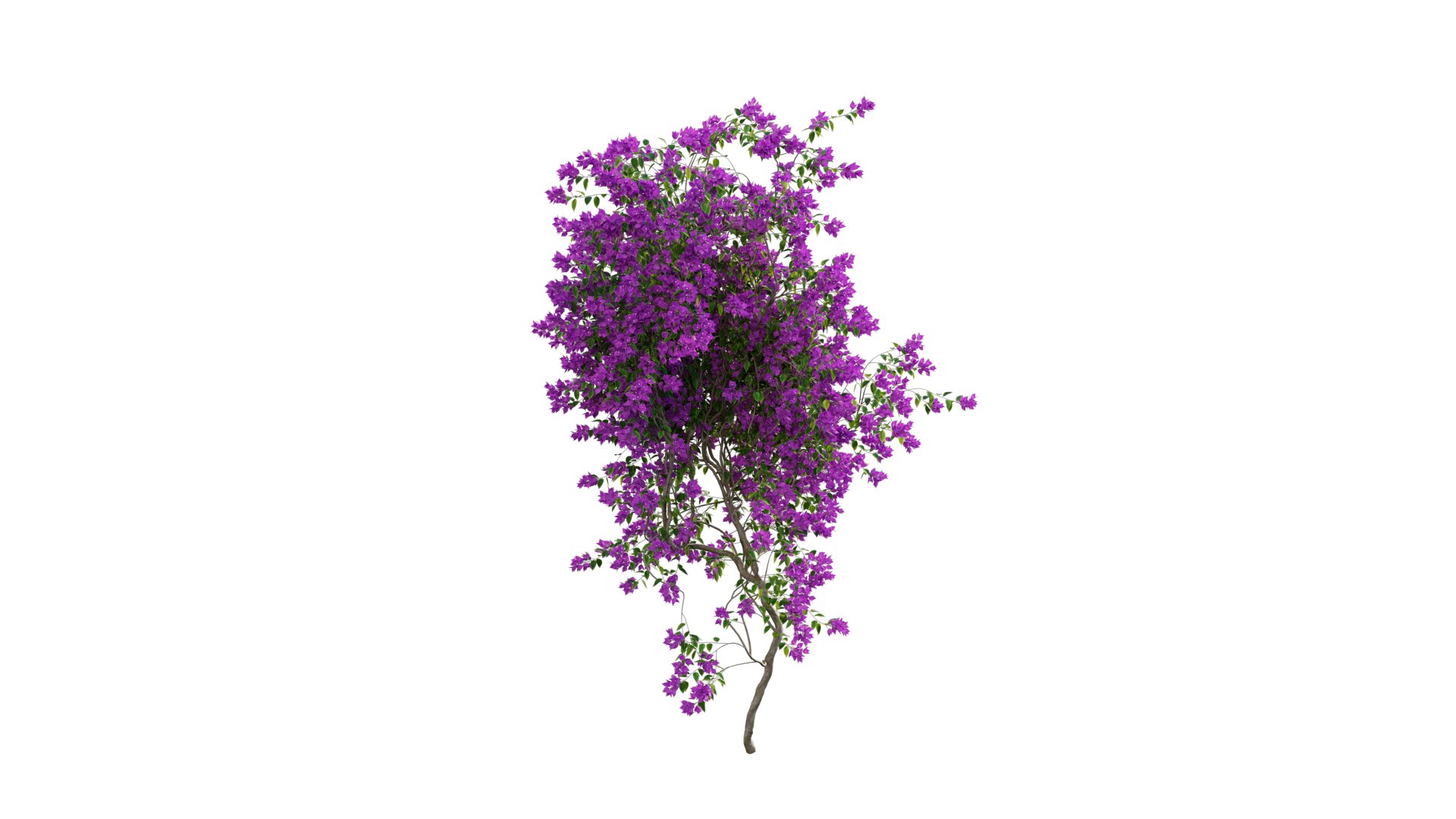 3D Model Bougainvillea - TurboSquid 1780194