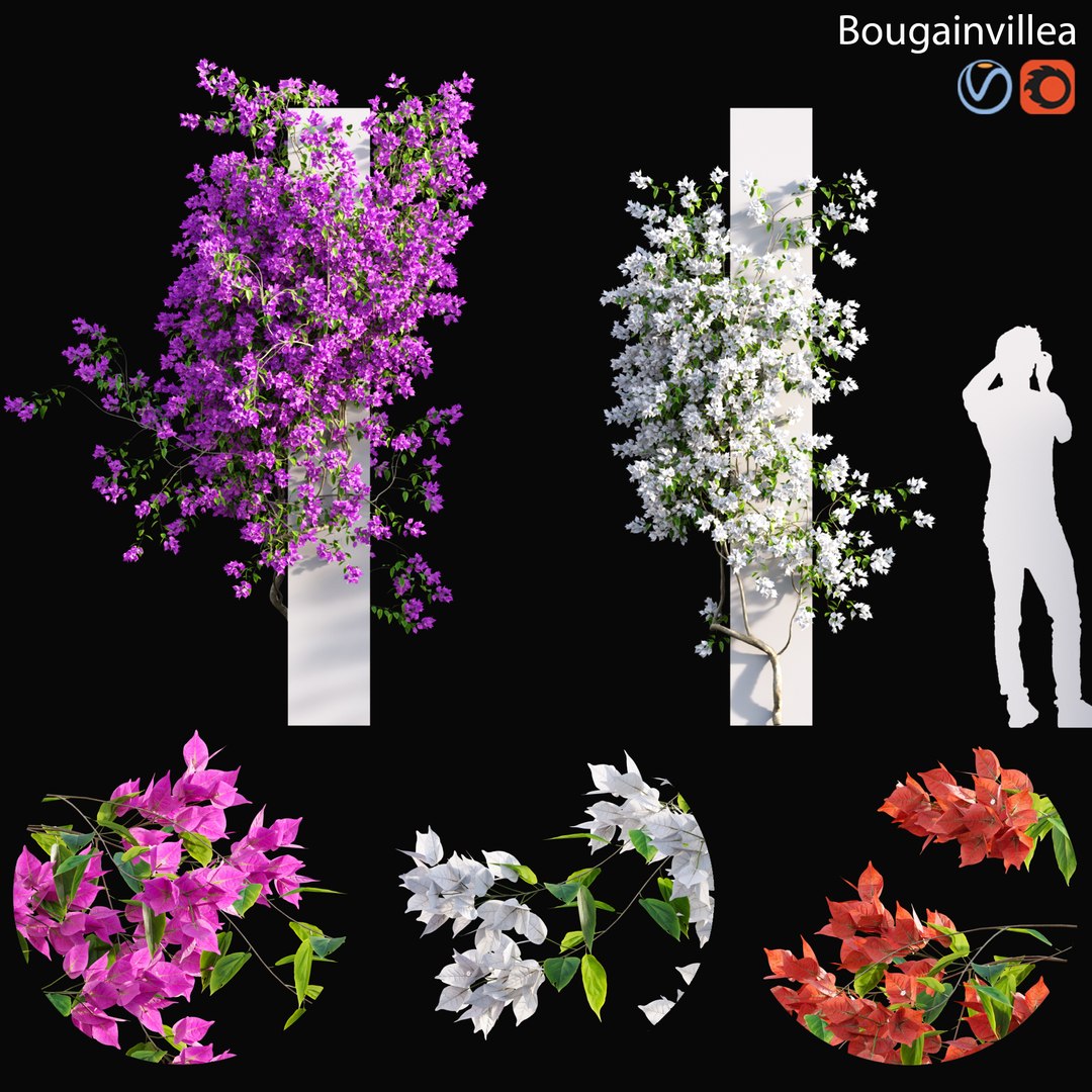 3D Model Bougainvillea - TurboSquid 1780194