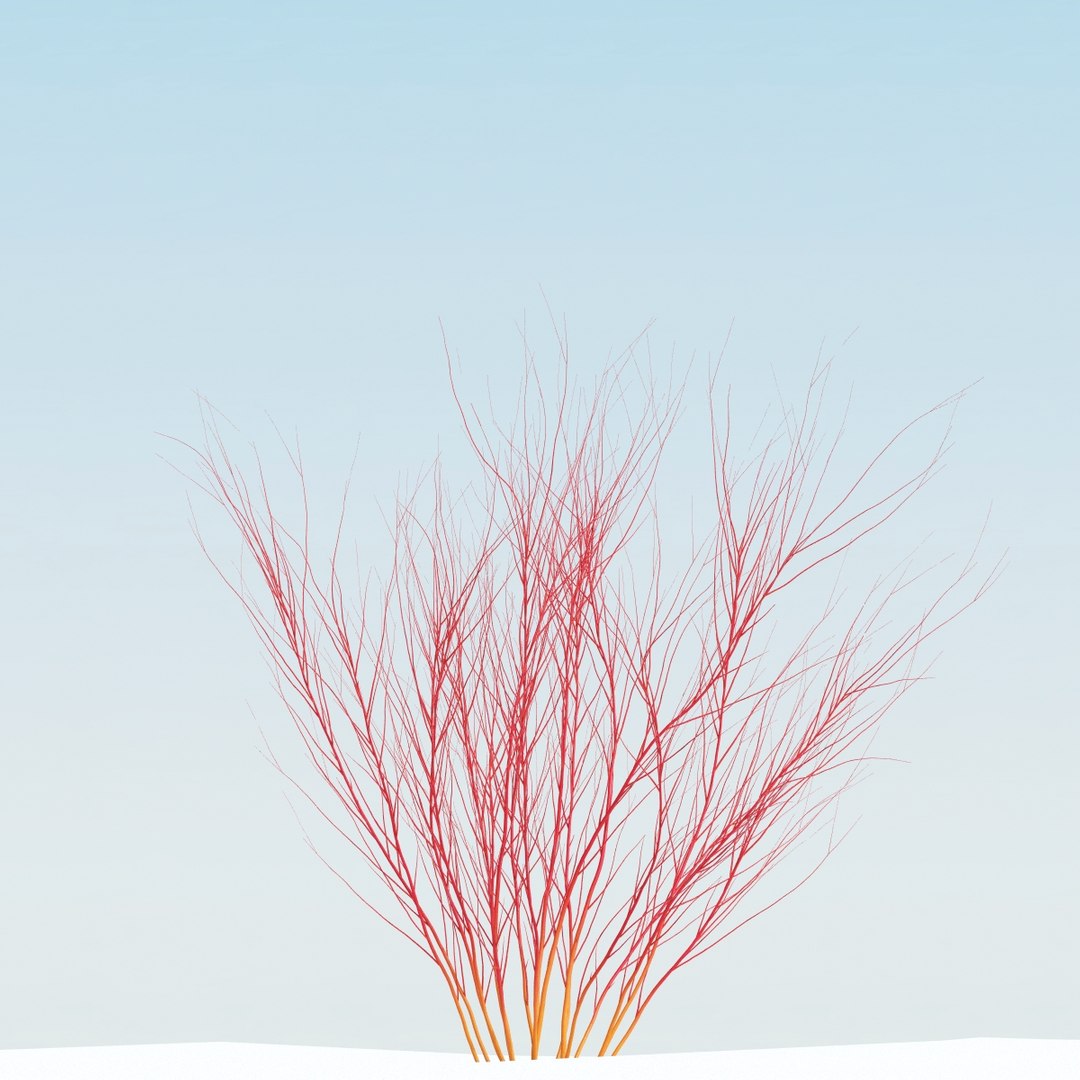 Season Cardinal Red Twig 3d Max