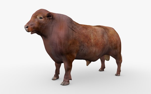 modelo 3d ANGUS ROJO Aparejado L2085 - TurboSquid 2154900