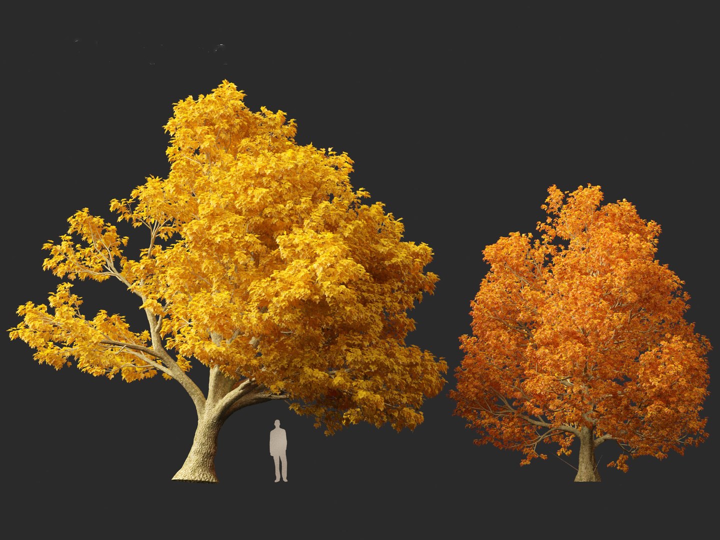 Acer Platanoides - Norway Maple 3D Model - TurboSquid 2108020