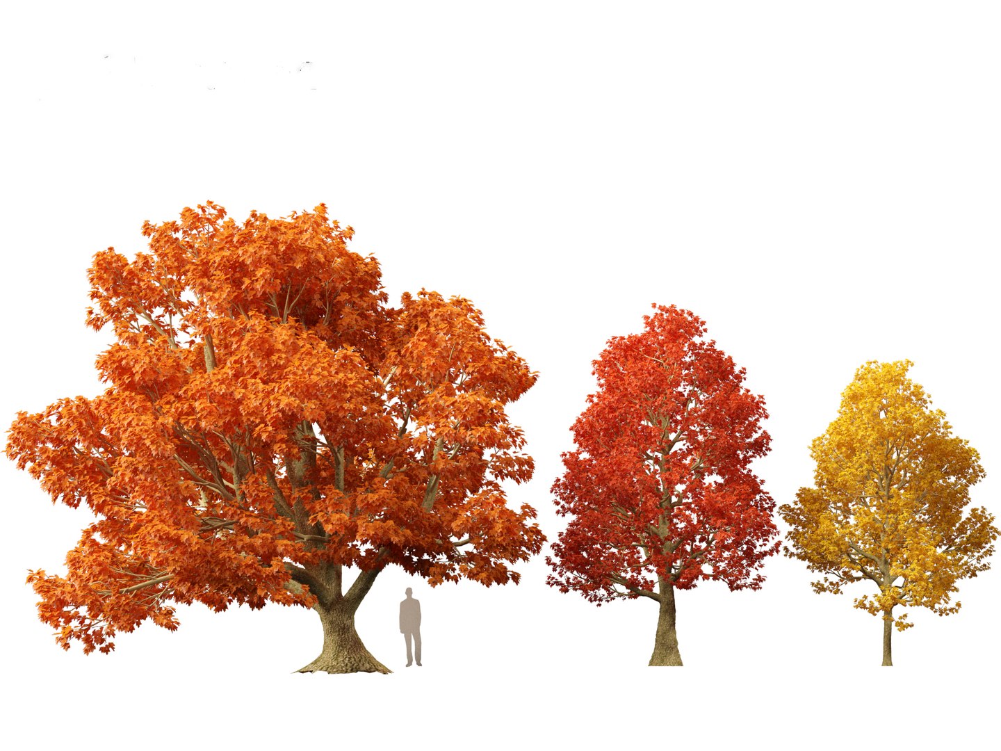 Acer Platanoides - Norway Maple 3D Model - TurboSquid 2108020