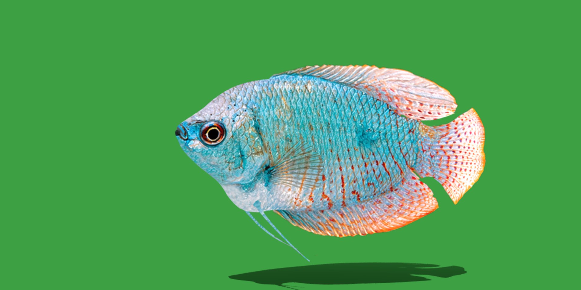 Gourami Freshwater Fish 3D Model - TurboSquid 2334939